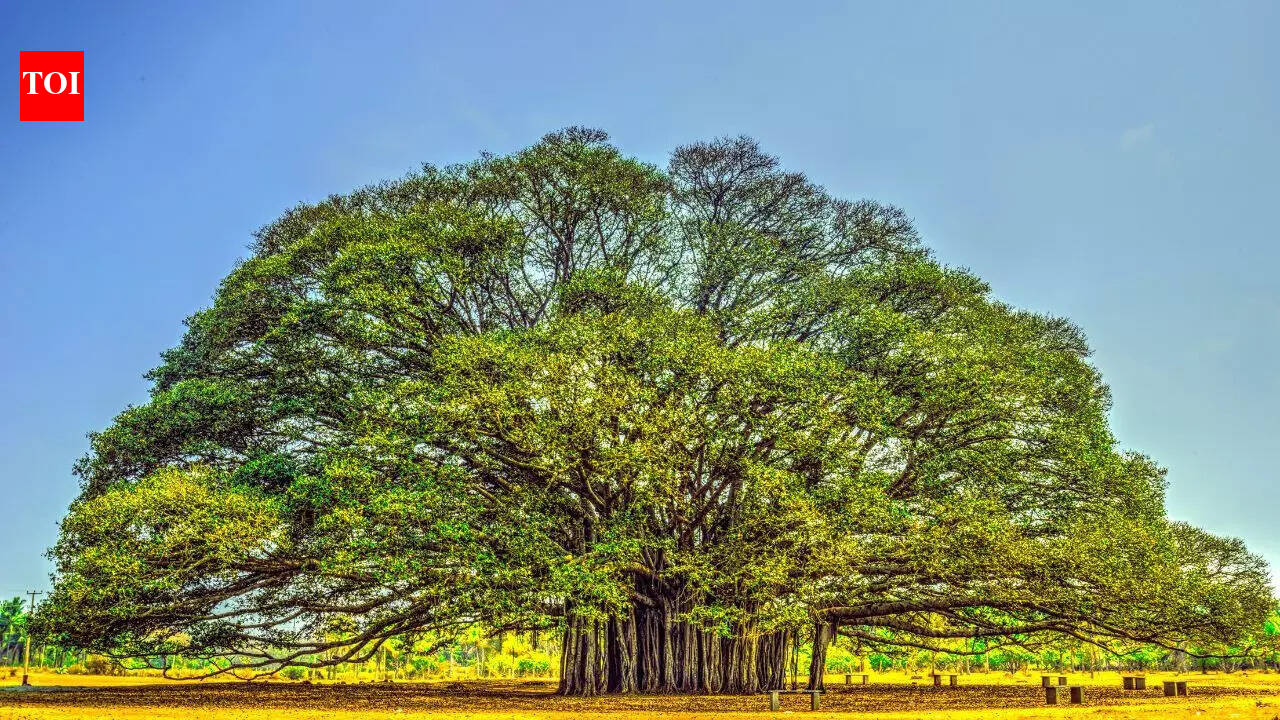 Which tree is known as the ‘king of trees’: Uncover what makes it a ...